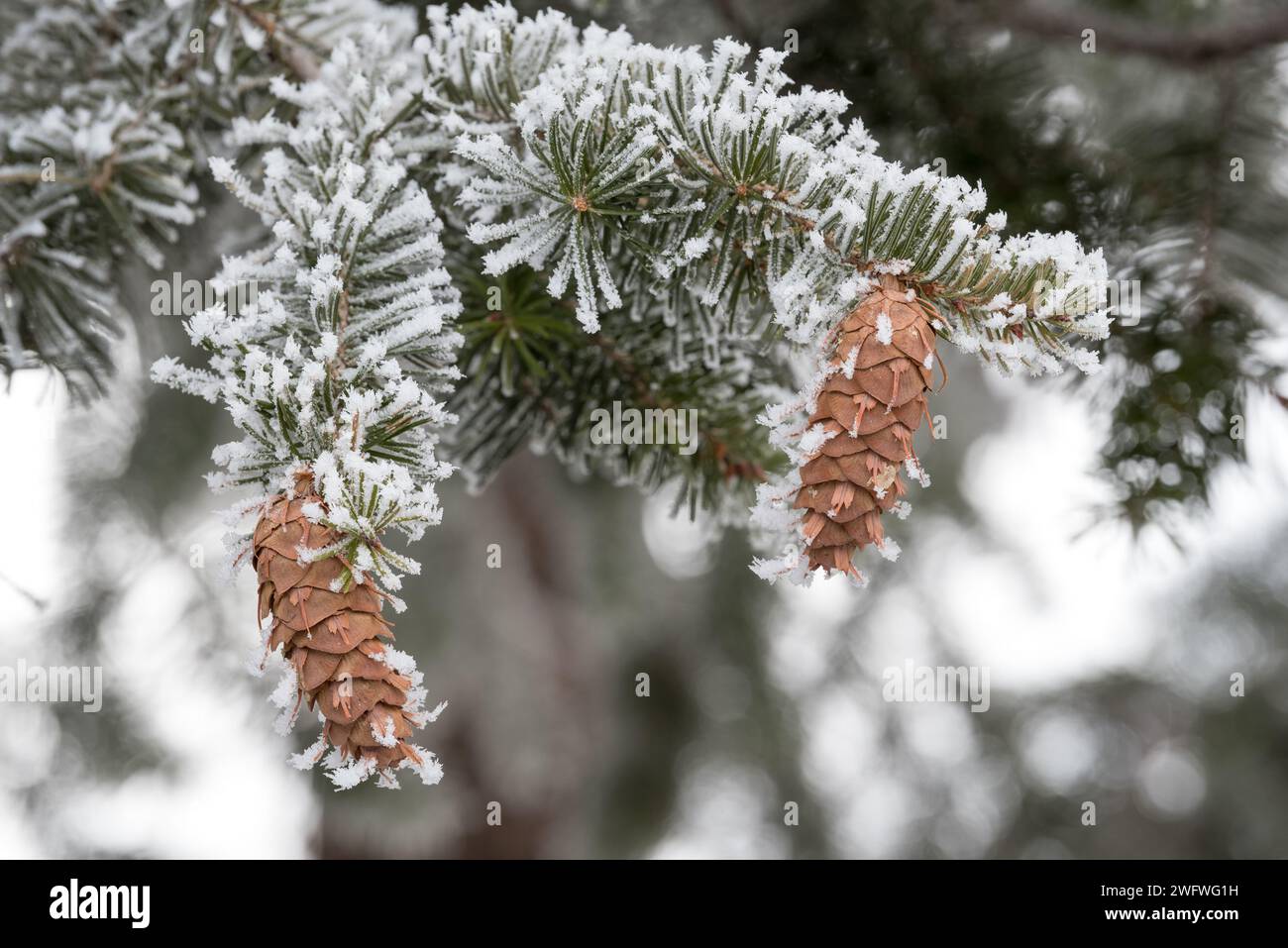 Snow on douglas fir tree hi-res stock photography and images - Alamy