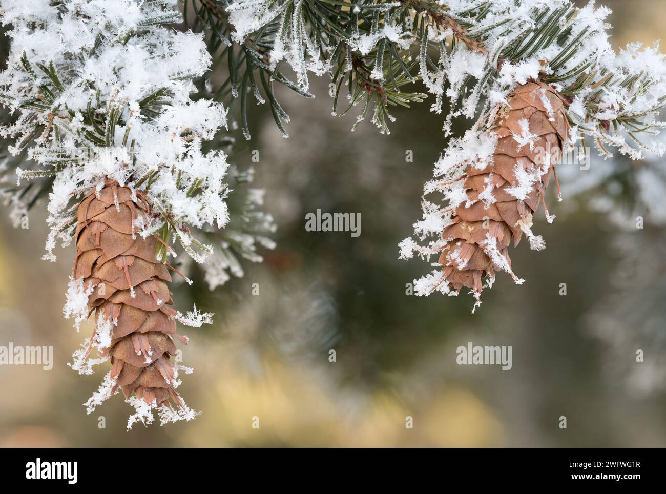 Hoar frost on Douglas Fir (Pseudotsuga menziesii), Wallowa Valley ...