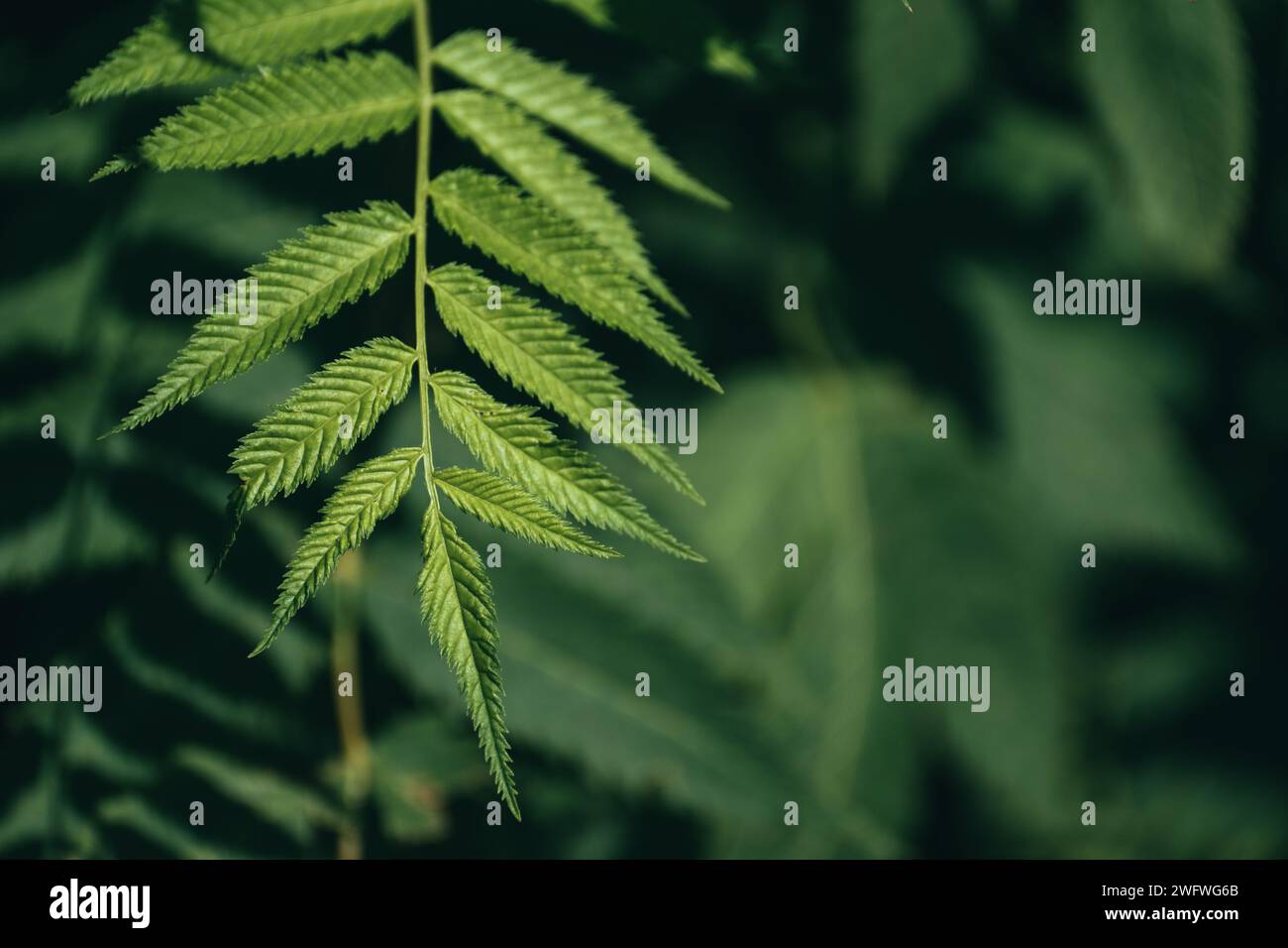 Fern leaves chlorophyll healthy hi-res stock photography and images - Alamy
