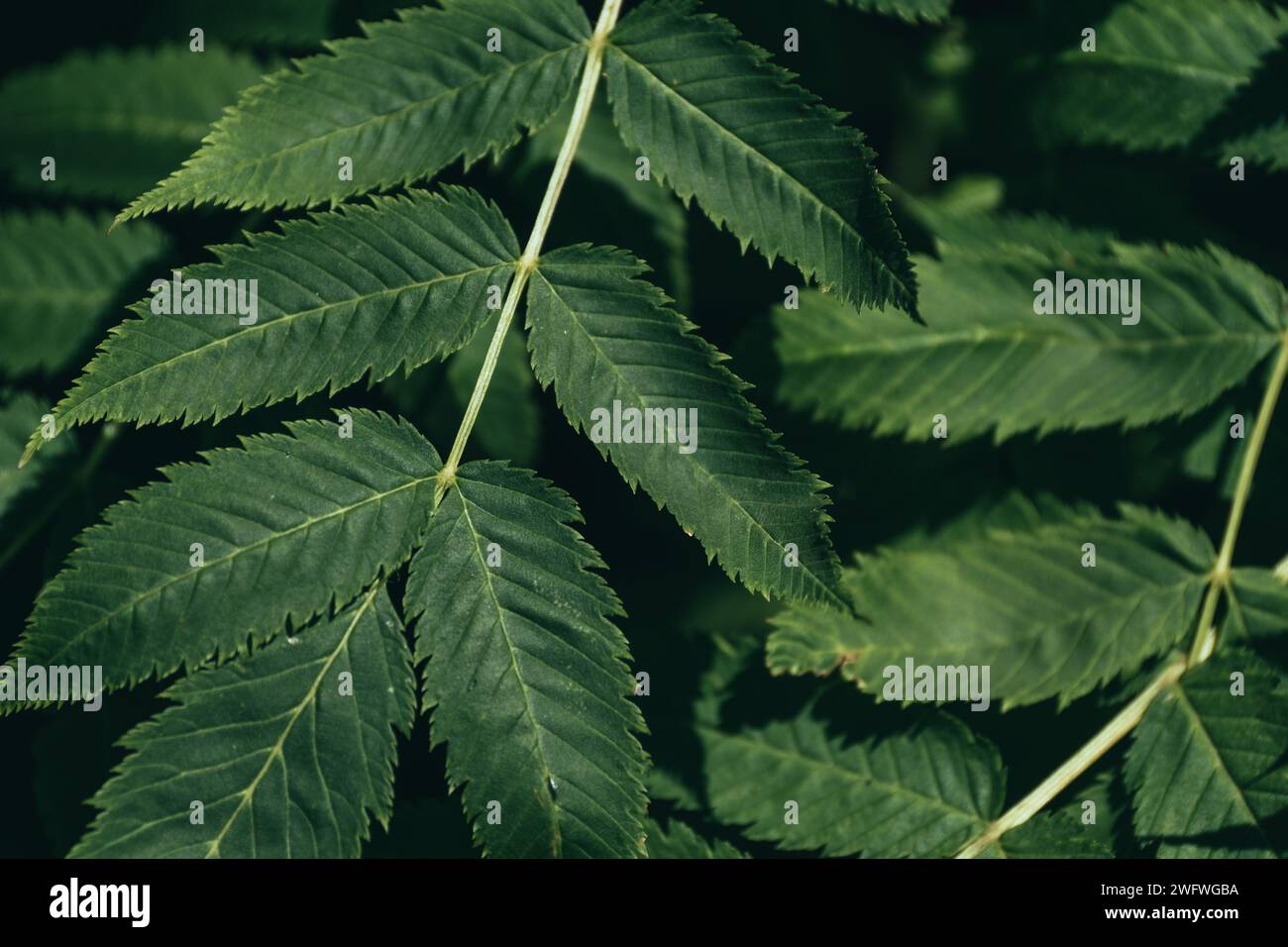 Detailed foliage hi-res stock photography and images - Alamy