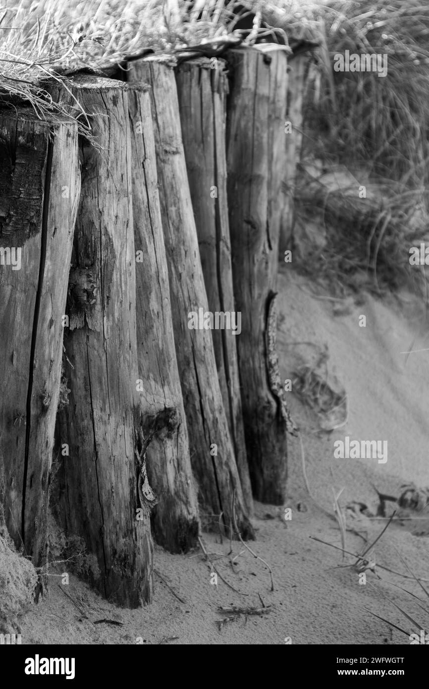 Row of wooden poles at the dunes in The Netherlands, fotographed in ...