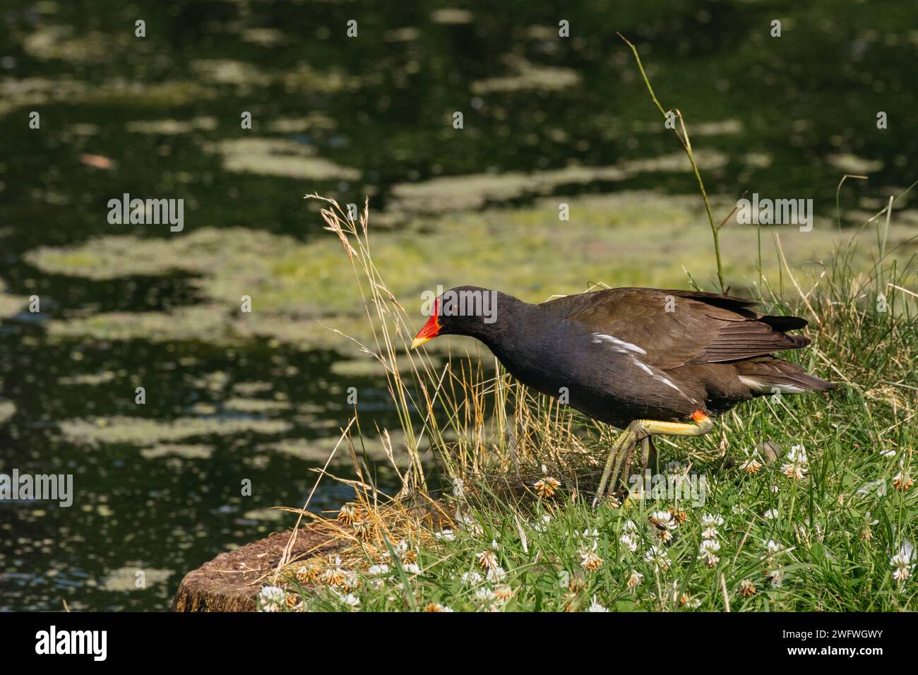 Alert moorhen hi-res stock photography and images - Alamy