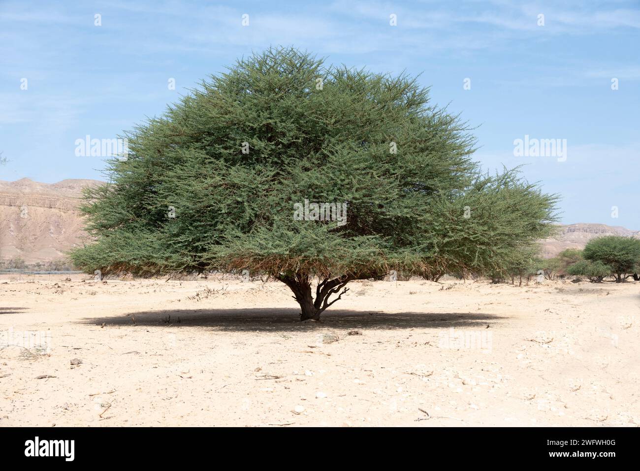 Accacia tree in Israeli desert Stock Photo - Alamy