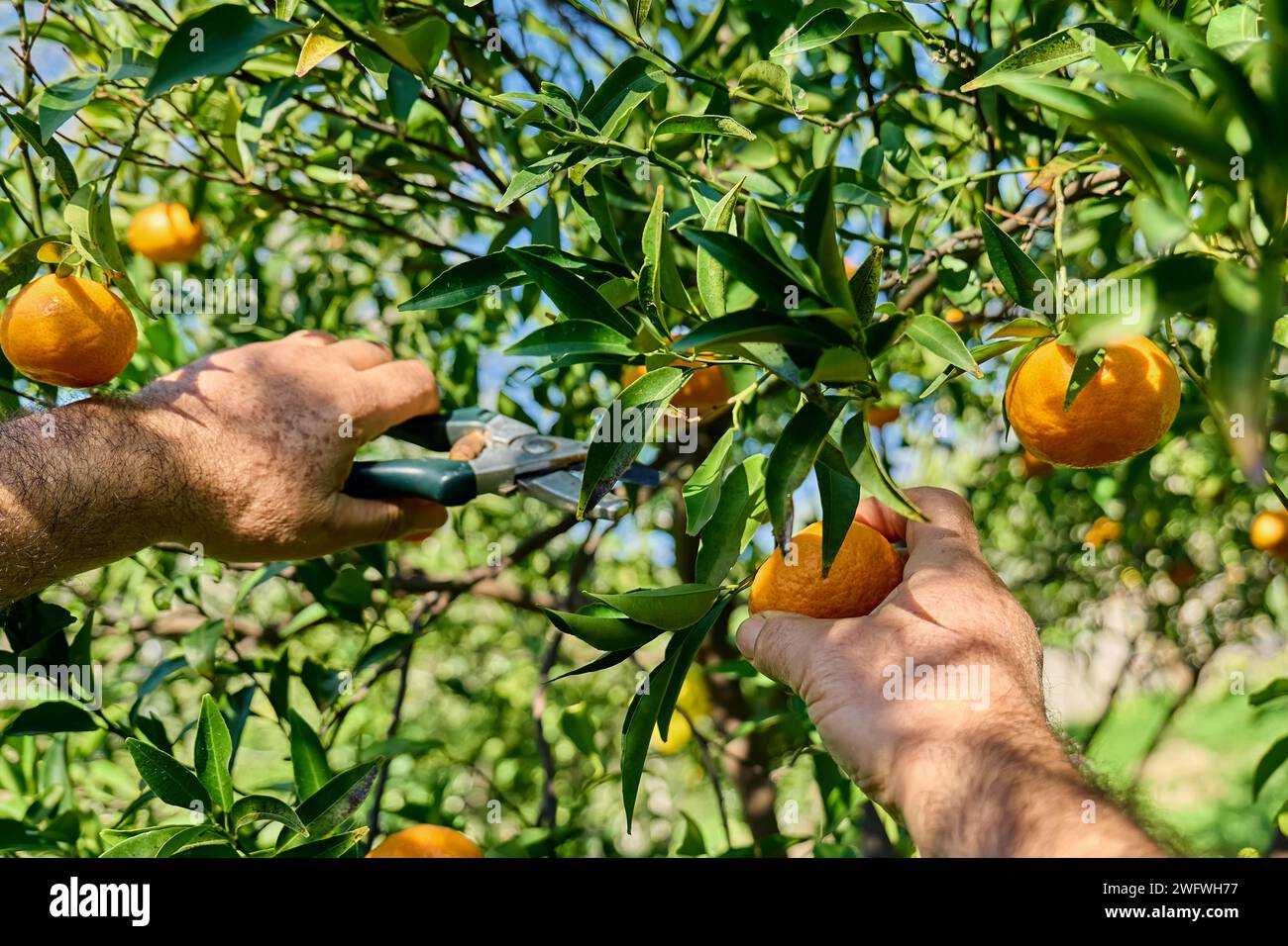 Hands of gardener mature man collecting ripe citrus fruits during ...