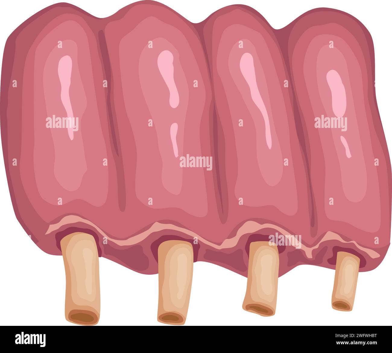 Meat product, raw steak rib, in vector format Stock Vector Image & Art ...