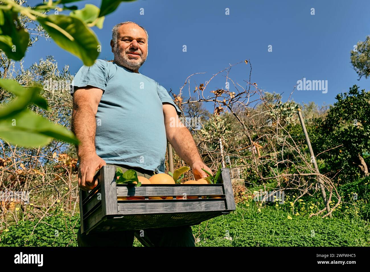 Gardener mature man carrying crate with collected ripe citrus fruits ...