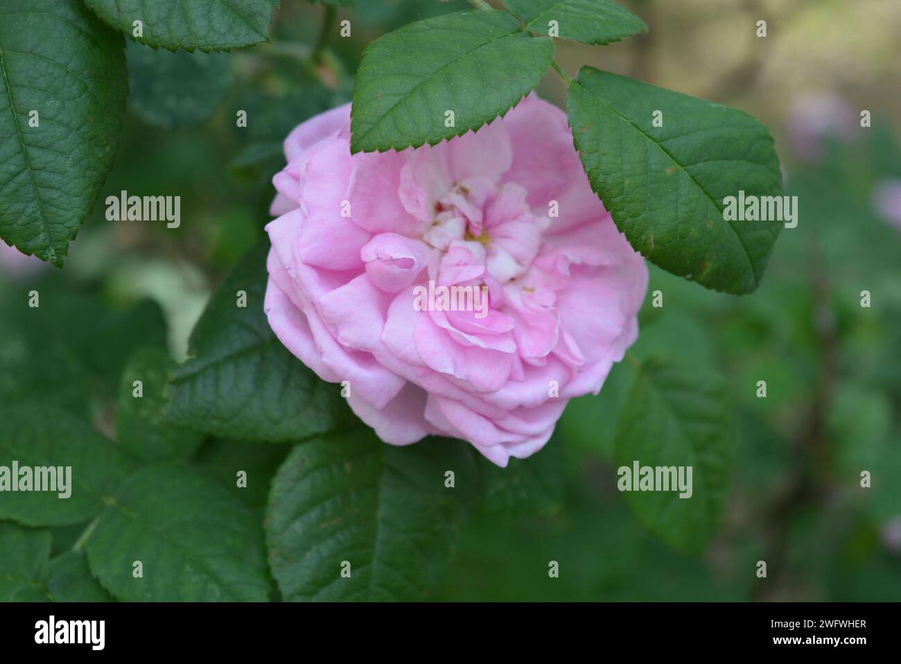 Tea rose bouquet light pink hi-res stock photography and images - Alamy