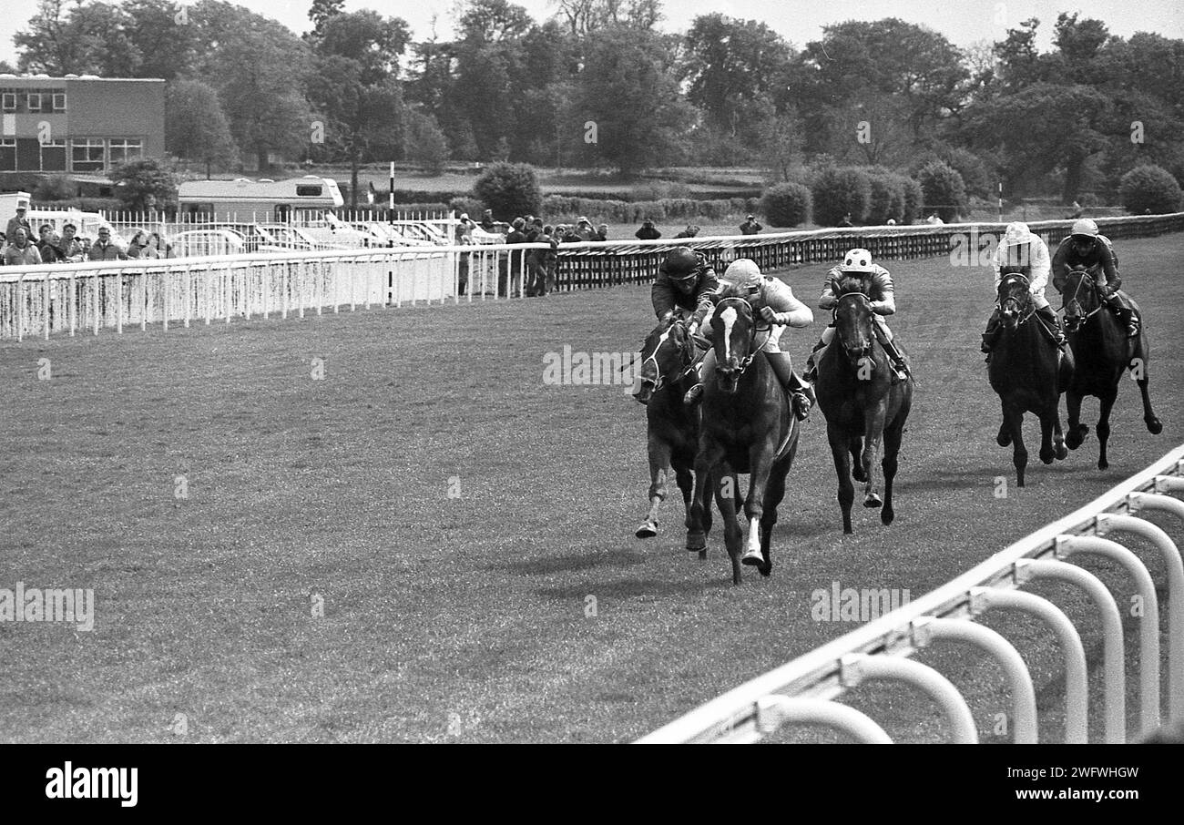 Sport horses hi-res stock photography and images - Alamy