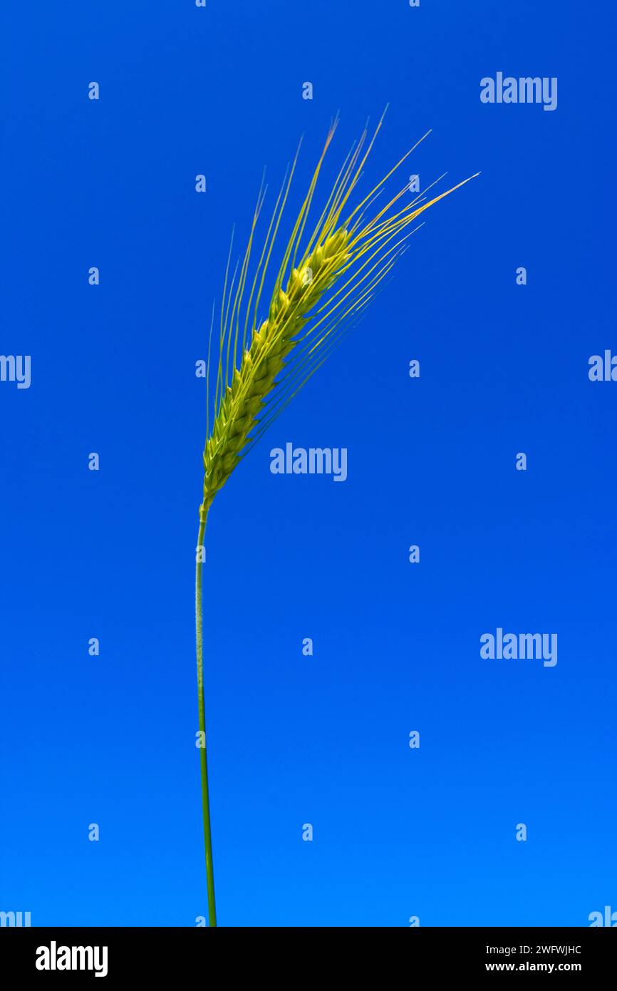 Close up blue corn hi-res stock photography and images - Alamy