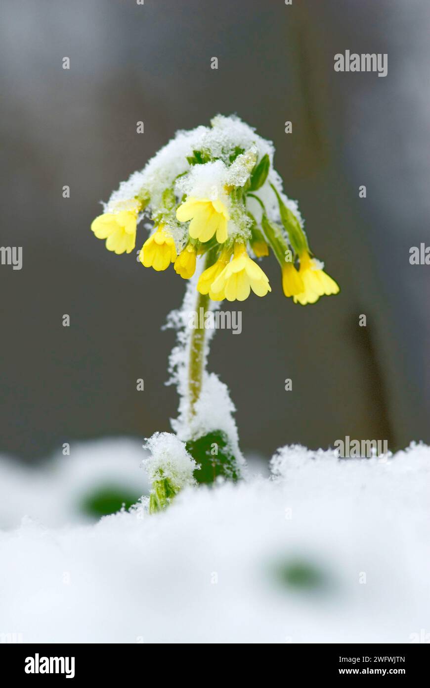 Yellow primrose, cowslip (Primula veris) covered with snow Stock Photo ...