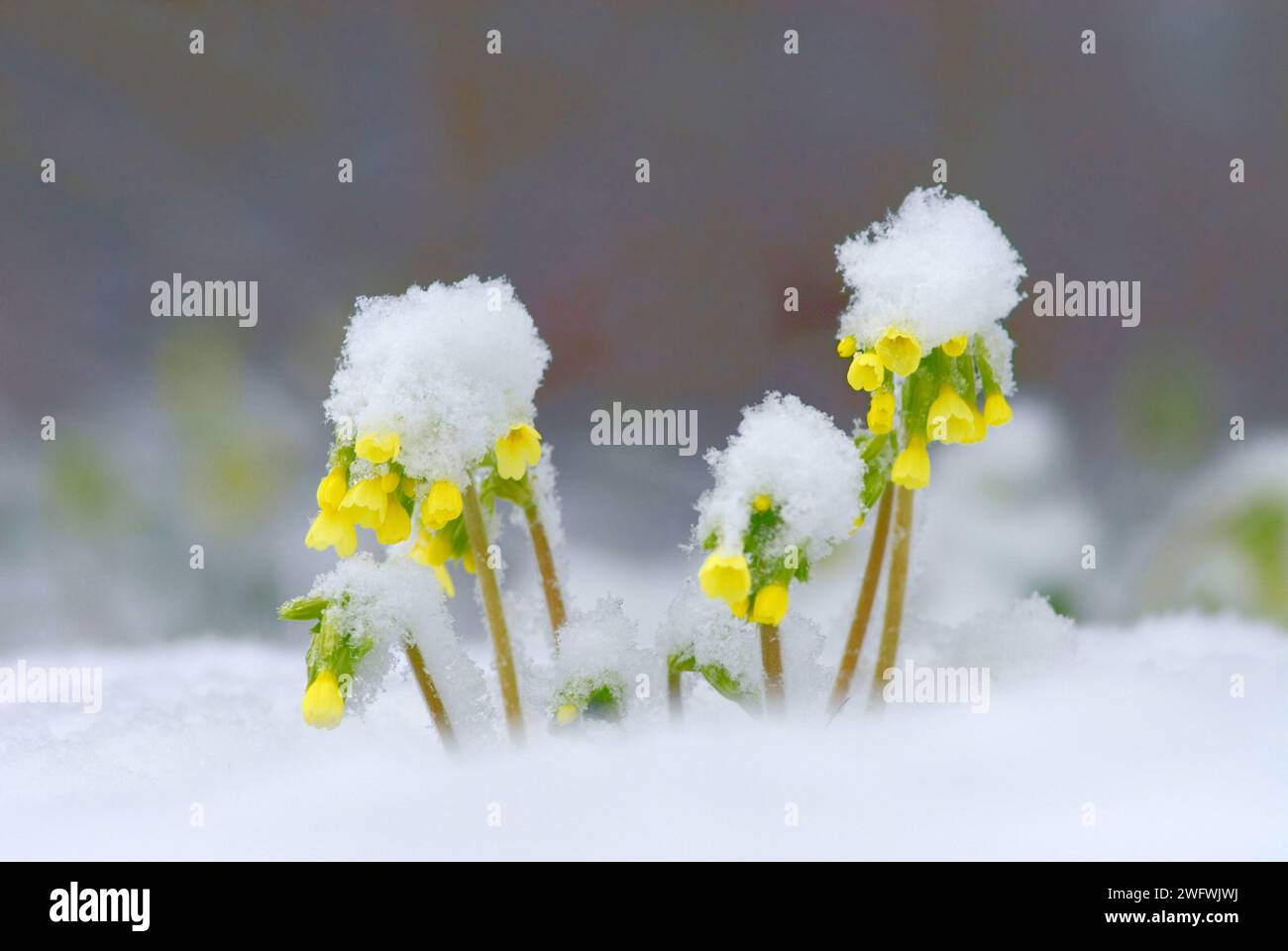 Primroses primula snow hi-res stock photography and images - Alamy