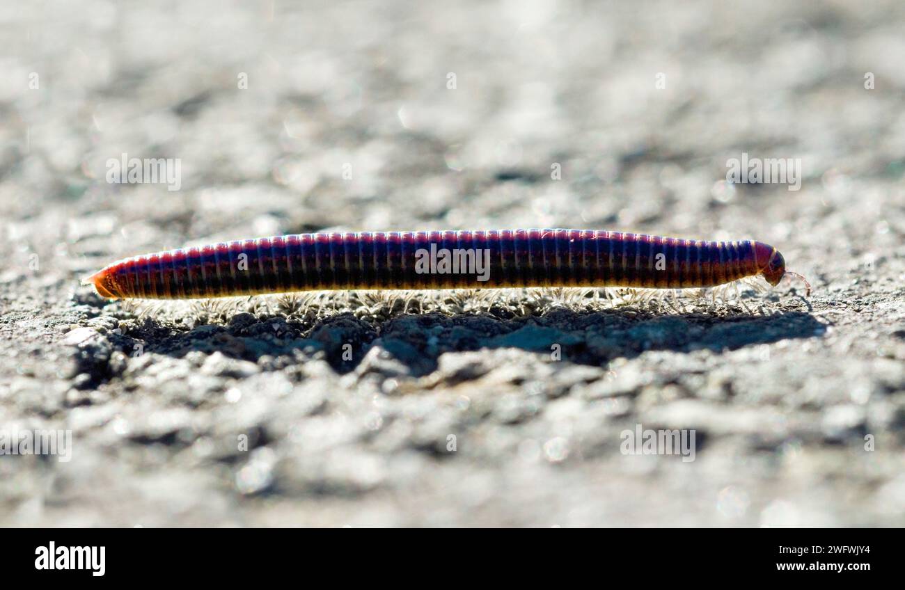 Millipede (Cylindroiulus caeruleocinctus), La Palma, Canary Islands ...