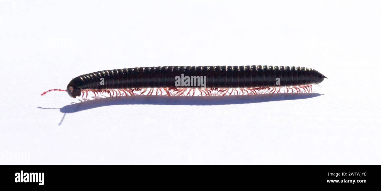 Millipede (Cylindroiulus caeruleocinctus), La Palma, Canary Islands ...