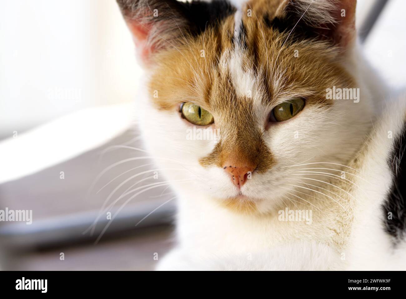 Female red rufous color hi-res stock photography and images - Alamy