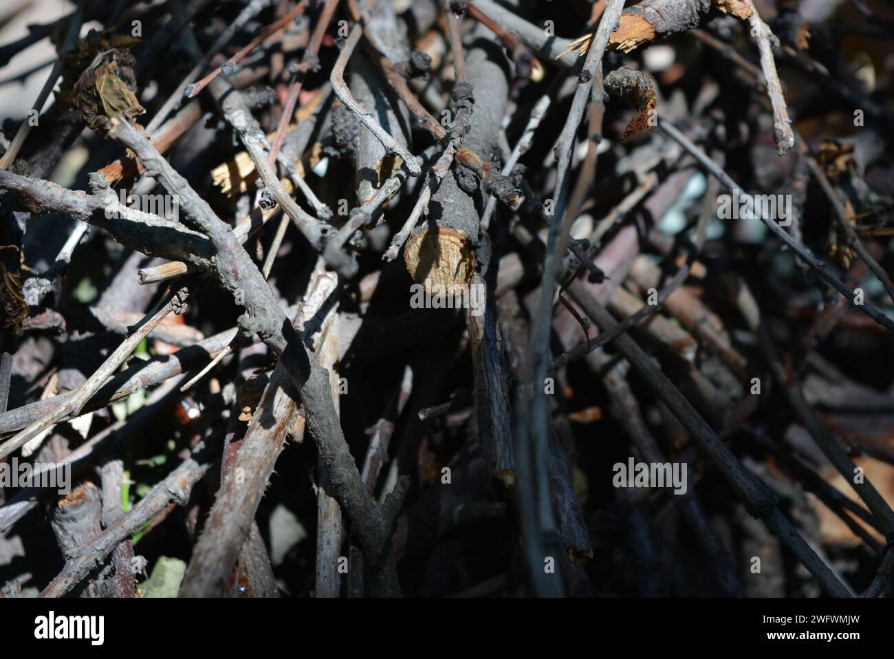 Wooden sticks, unprotected beams from a tree on the ground Stock Photo ...