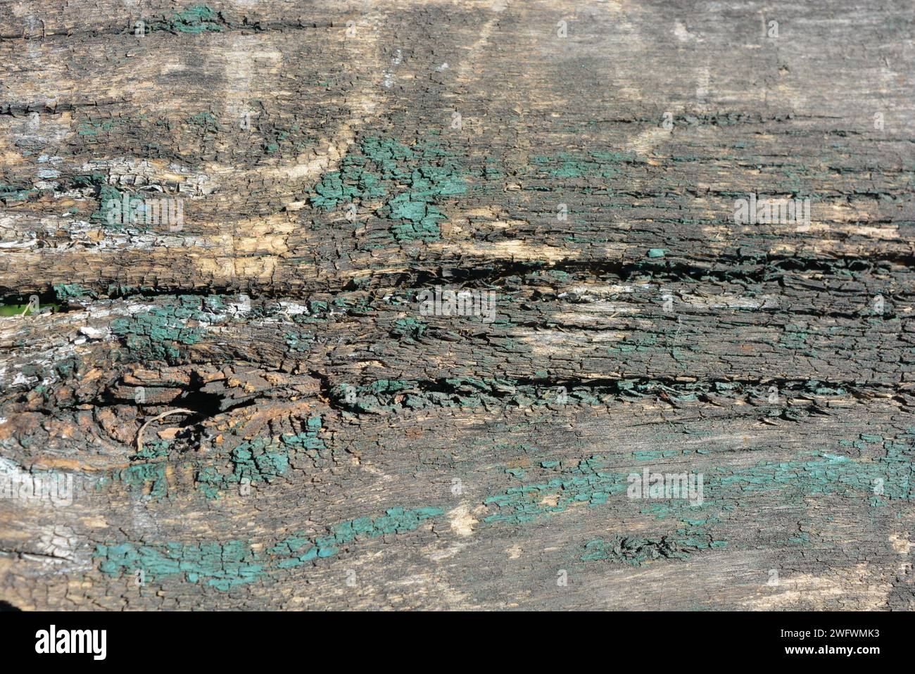 An old large withered wooden board with peeling green paint, a thick ...
