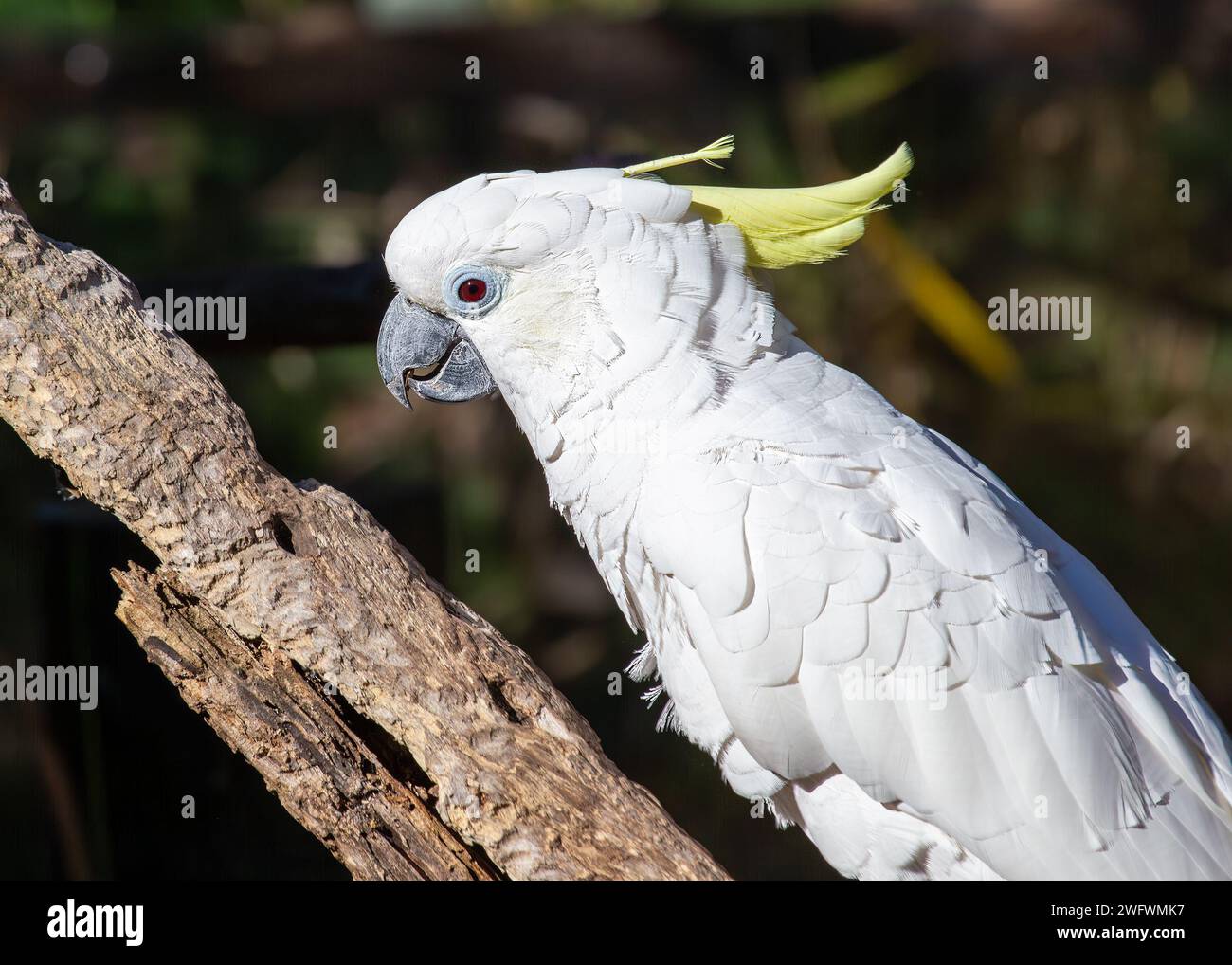 Triton Cockatoo Pair