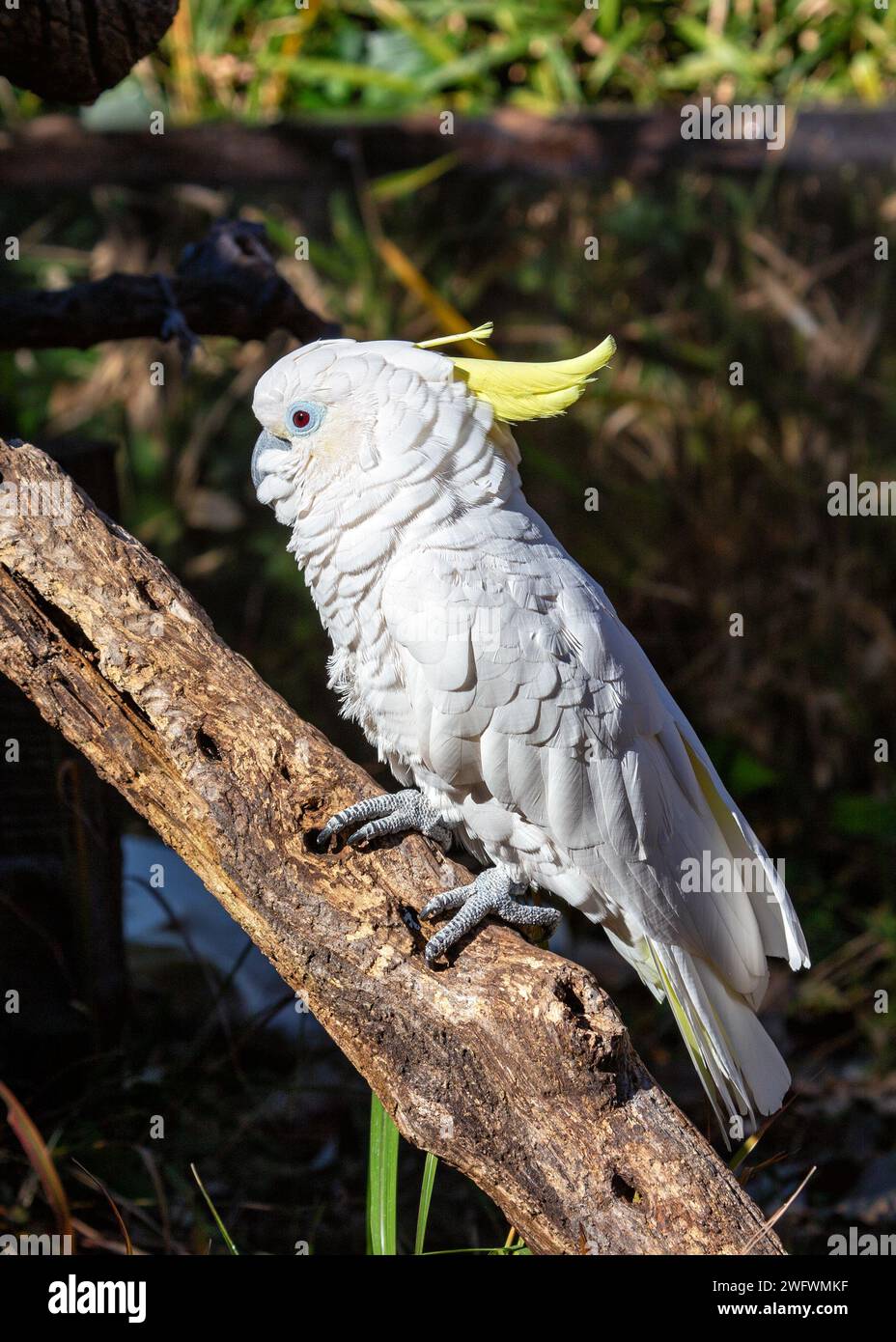 Majestic Triton Sulphur-crested Cockatoo, Cacatua galerita triton ...