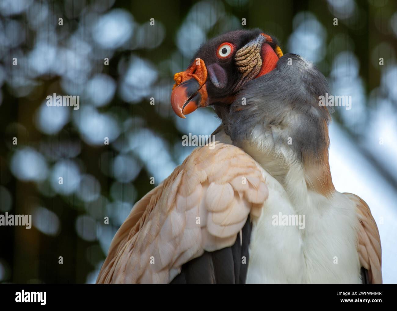 Regal King Vulture, Sarcoramphus papa, soaring high above the Central ...
