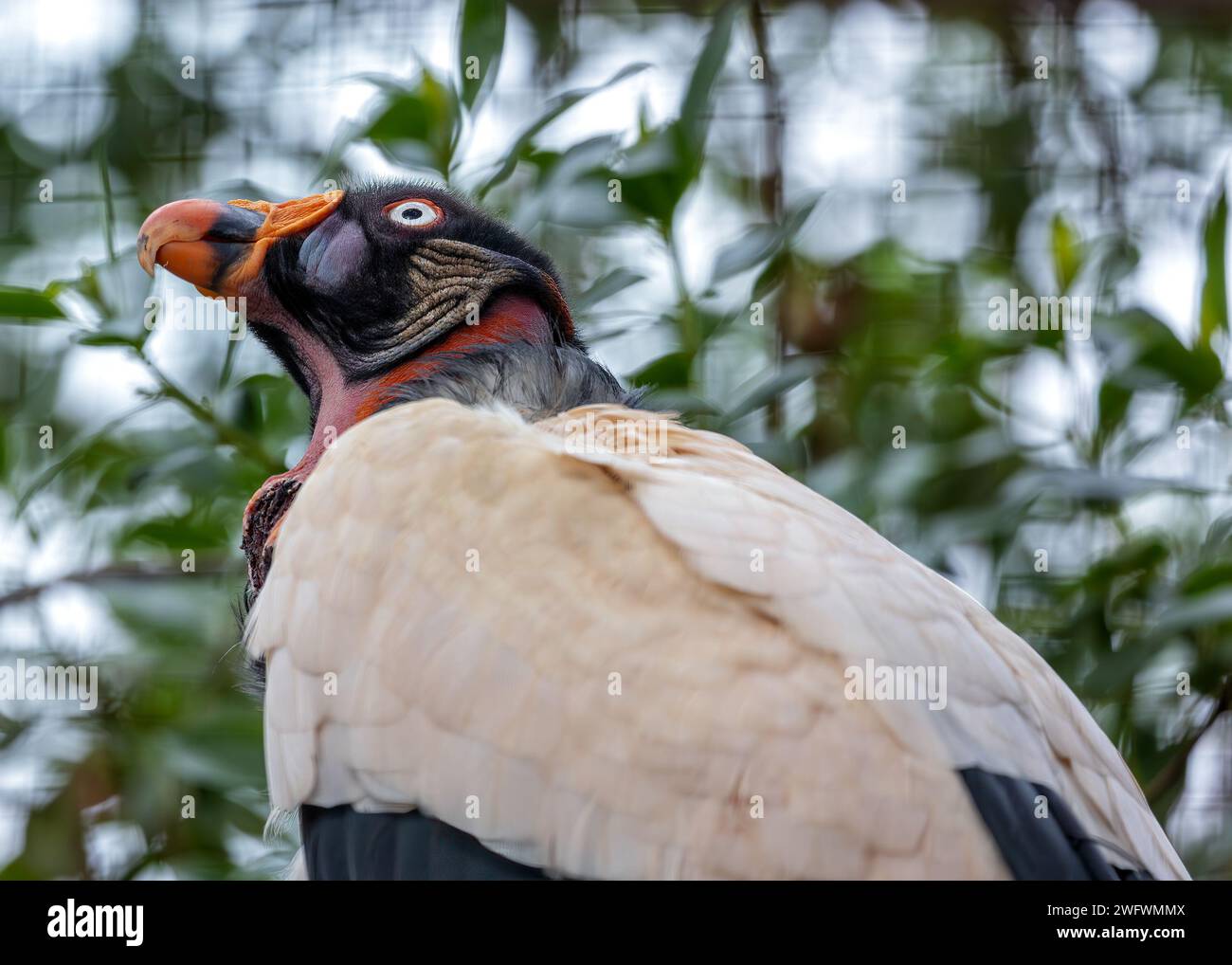 Regal King Vulture, Sarcoramphus papa, soaring high above the Central ...