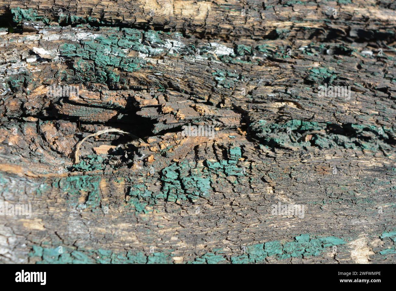 An old large withered wooden board with peeling green paint, a thick ...