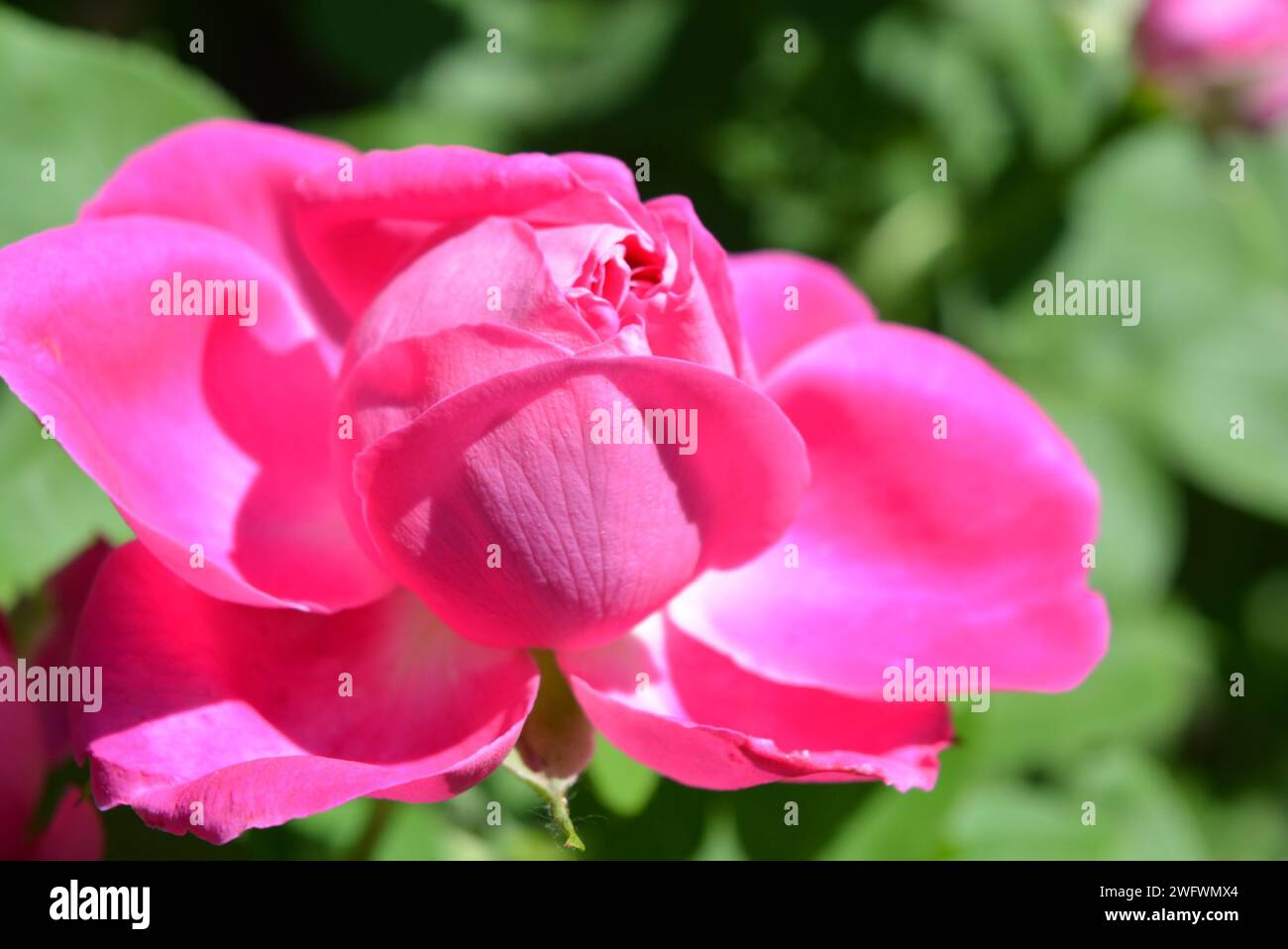 Opened rosebud after heavy rain, rose in drops of water Stock Photo - Alamy