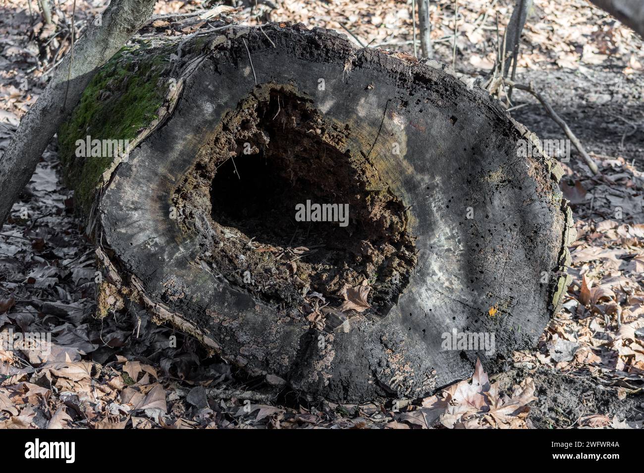 Woodland ground nest hi-res stock photography and images - Alamy