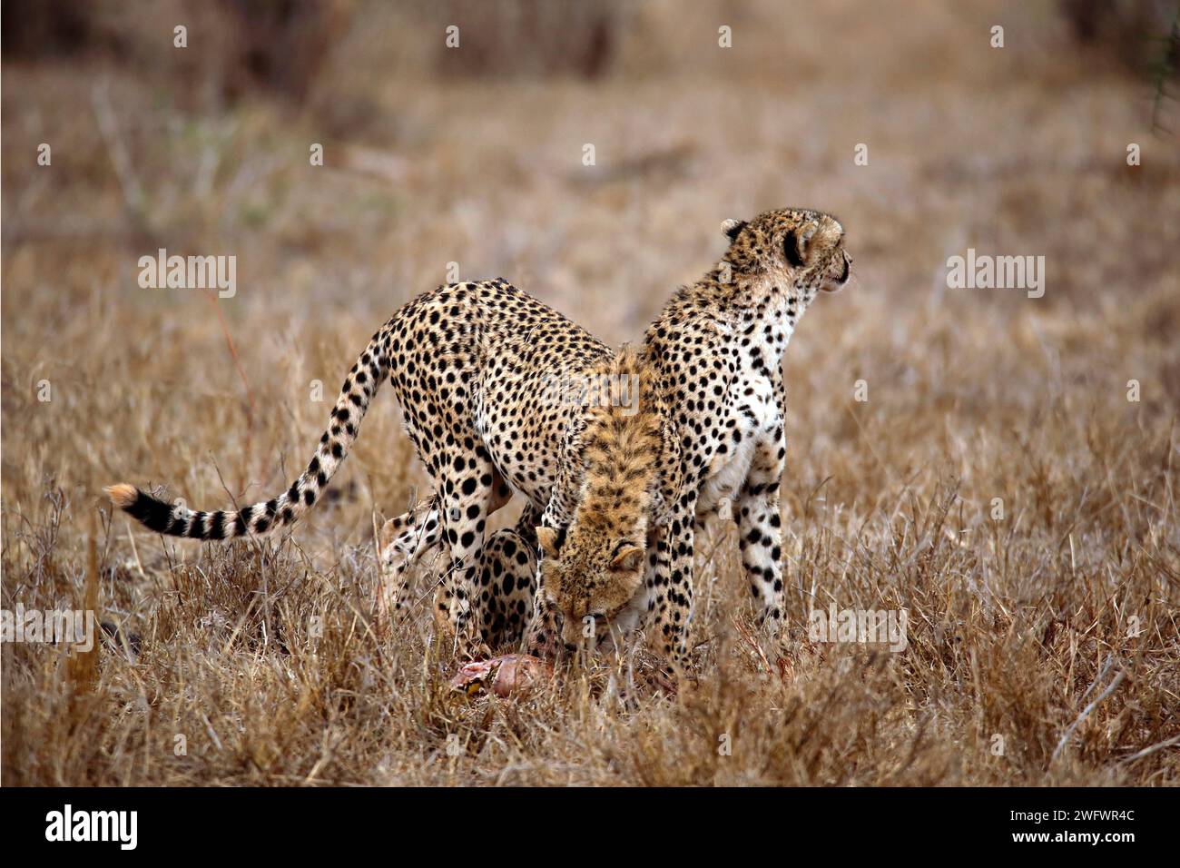 Two Cheetahs (Acinonyx jubatus) Close Together. Taita Hills, Kenya ...