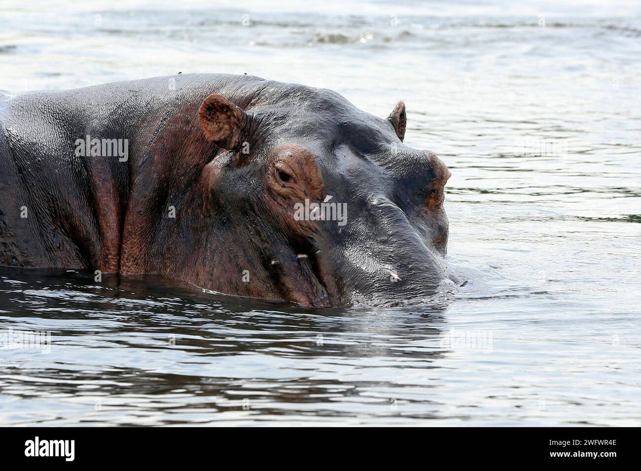 Hippopotamus (Hippopotamus Amphibius) in Lake. Murchison Falls National ...
