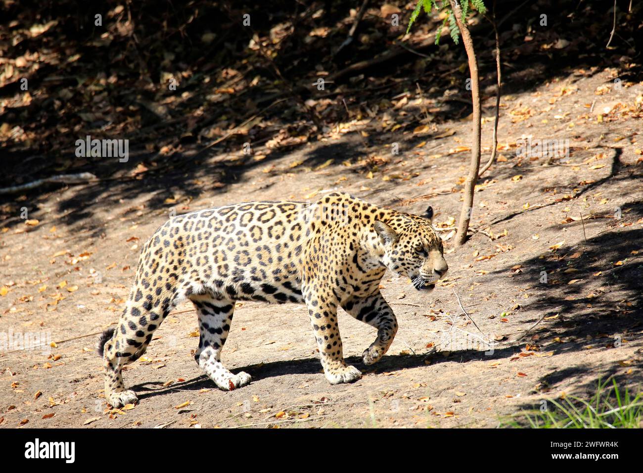 Jaguar Walking on the Riverbank, Pantanal, Brazil Stock Photo - Alamy