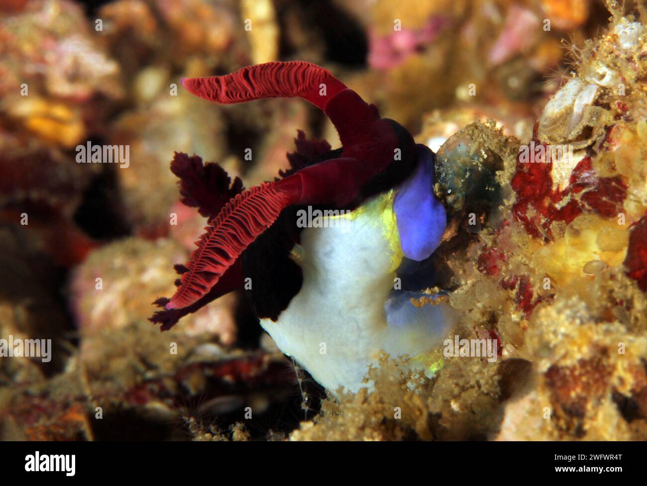 Neon sea slug hi-res stock photography and images - Alamy