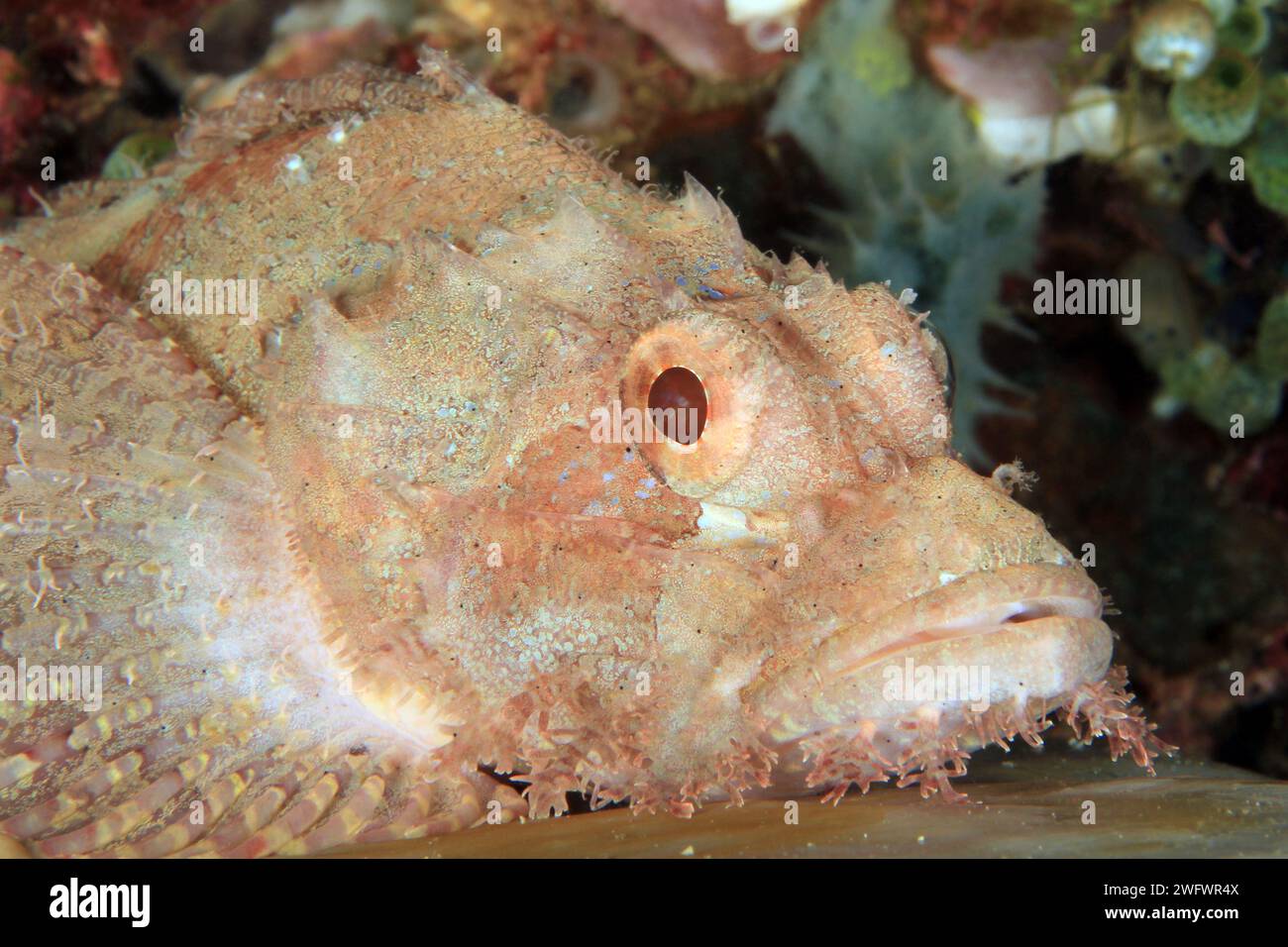Philippines coral reef underwater anilao hi-res stock photography and ...