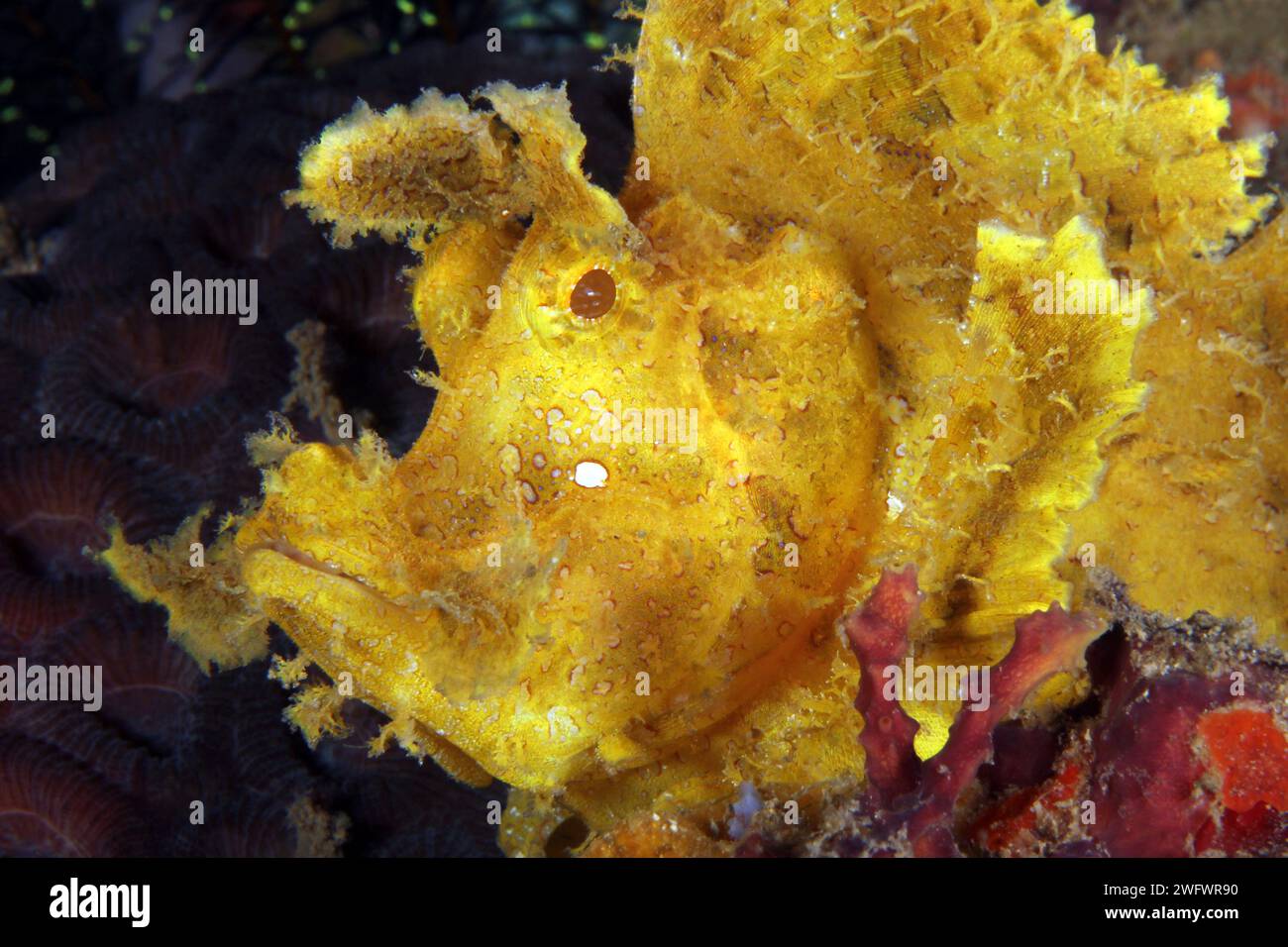 Yellow Weedy Scorpionfish (Rhinopias frondosa). Anilao, Philippines ...