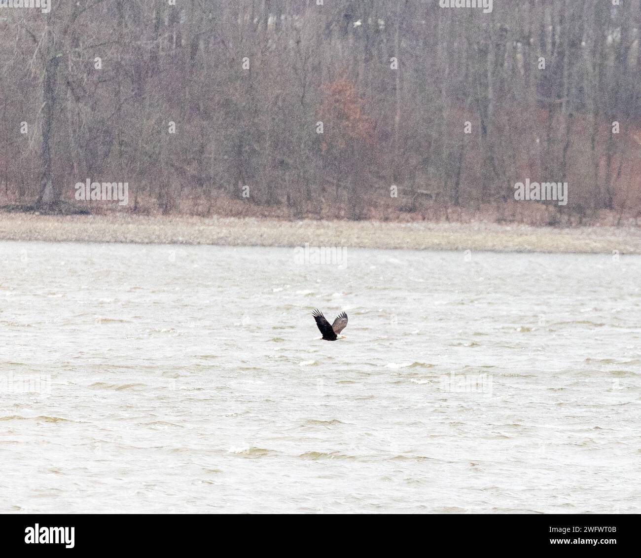 An eagle soars low over the rippling waters of Shenango River Lake ...