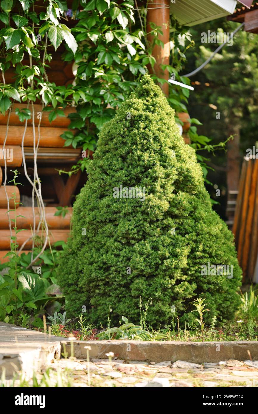 Young and small decorative fir-tree grows in the garden. Decorative ...
