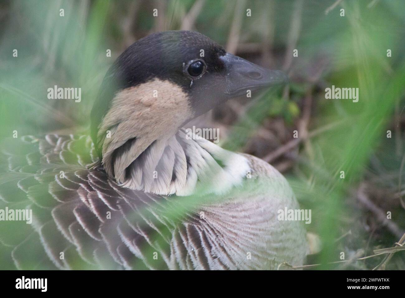 Rcuh hi-res stock photography and images - Alamy