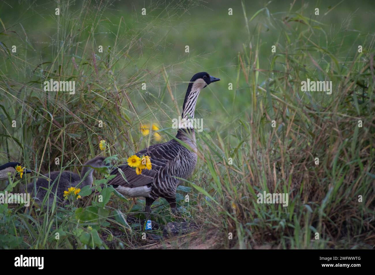 KEKAHA, Hawai‘i (Jan. 19, 2024) Two Hawaiian nene (Hawaiian geese ...