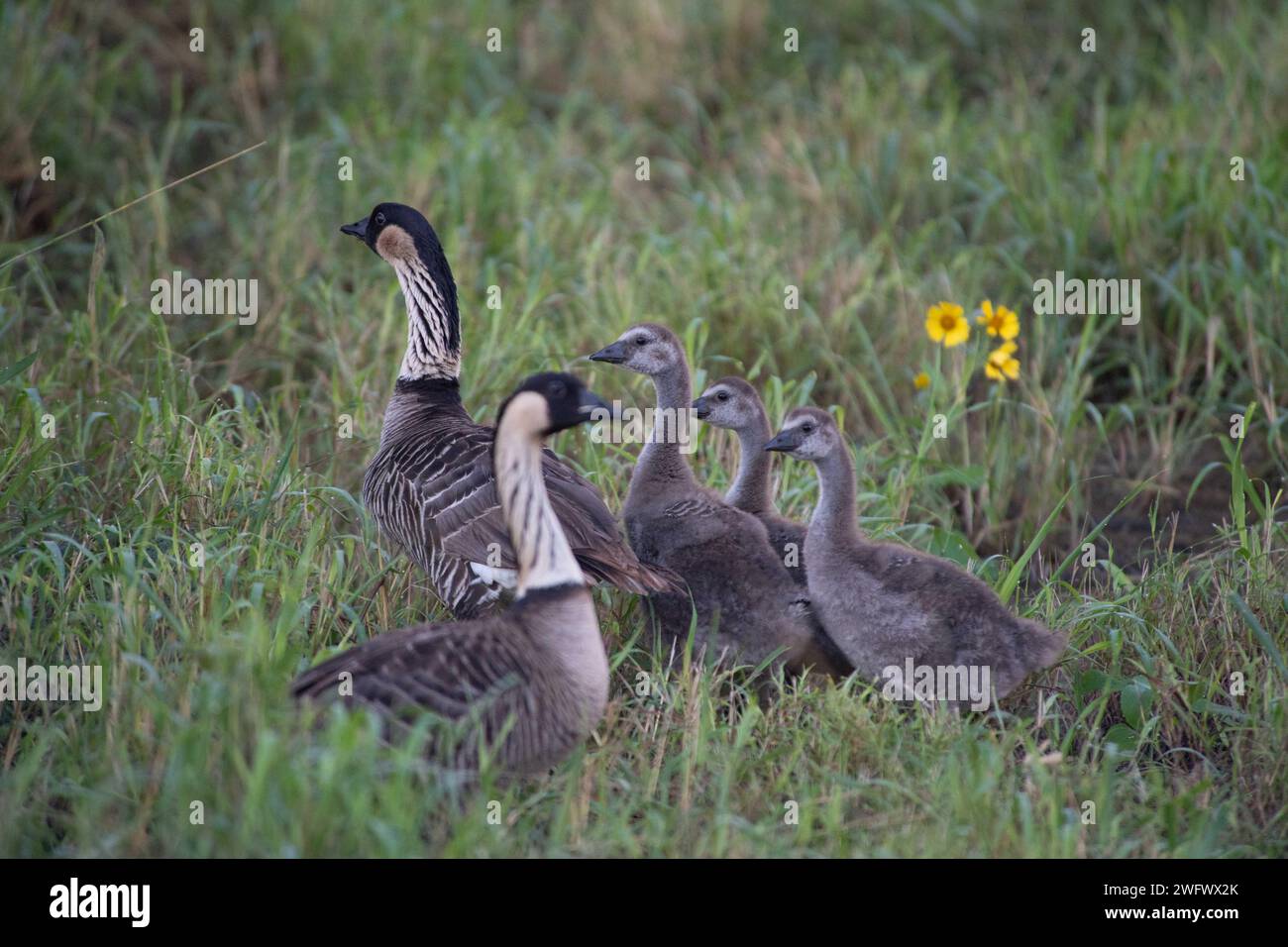 KEKAHA, Hawai‘i (Jan. 19, 2024) Two Hawaiian nene (Hawaiian geese ...