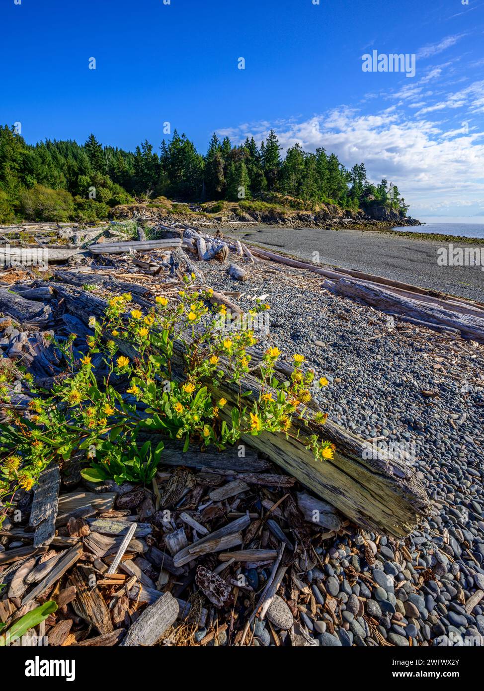 Oregon Gumplant (Grindelia stricta) flowering at the edge of a beach in ...