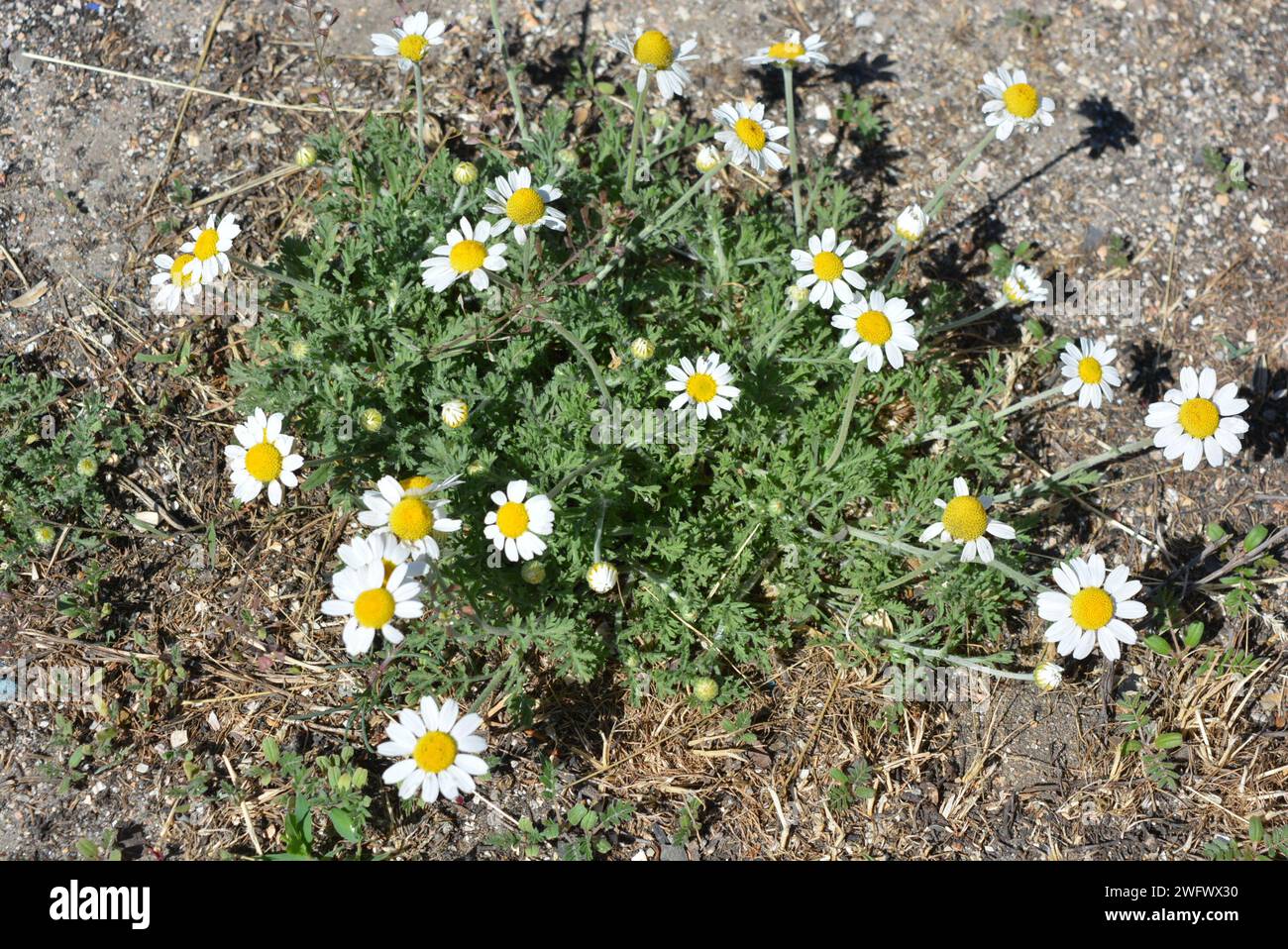 Medicinal plants, wild flowers of Ukraine, small white chamomile ...
