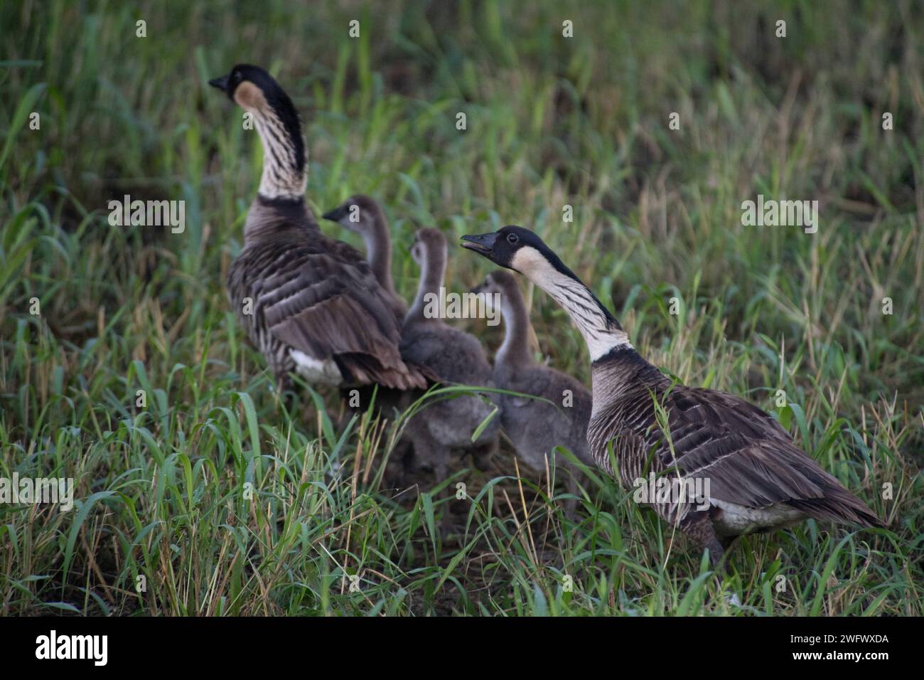 KEKAHA, Hawai‘i (Jan. 19, 2024) Two Hawaiian nene (Hawaiian geese ...