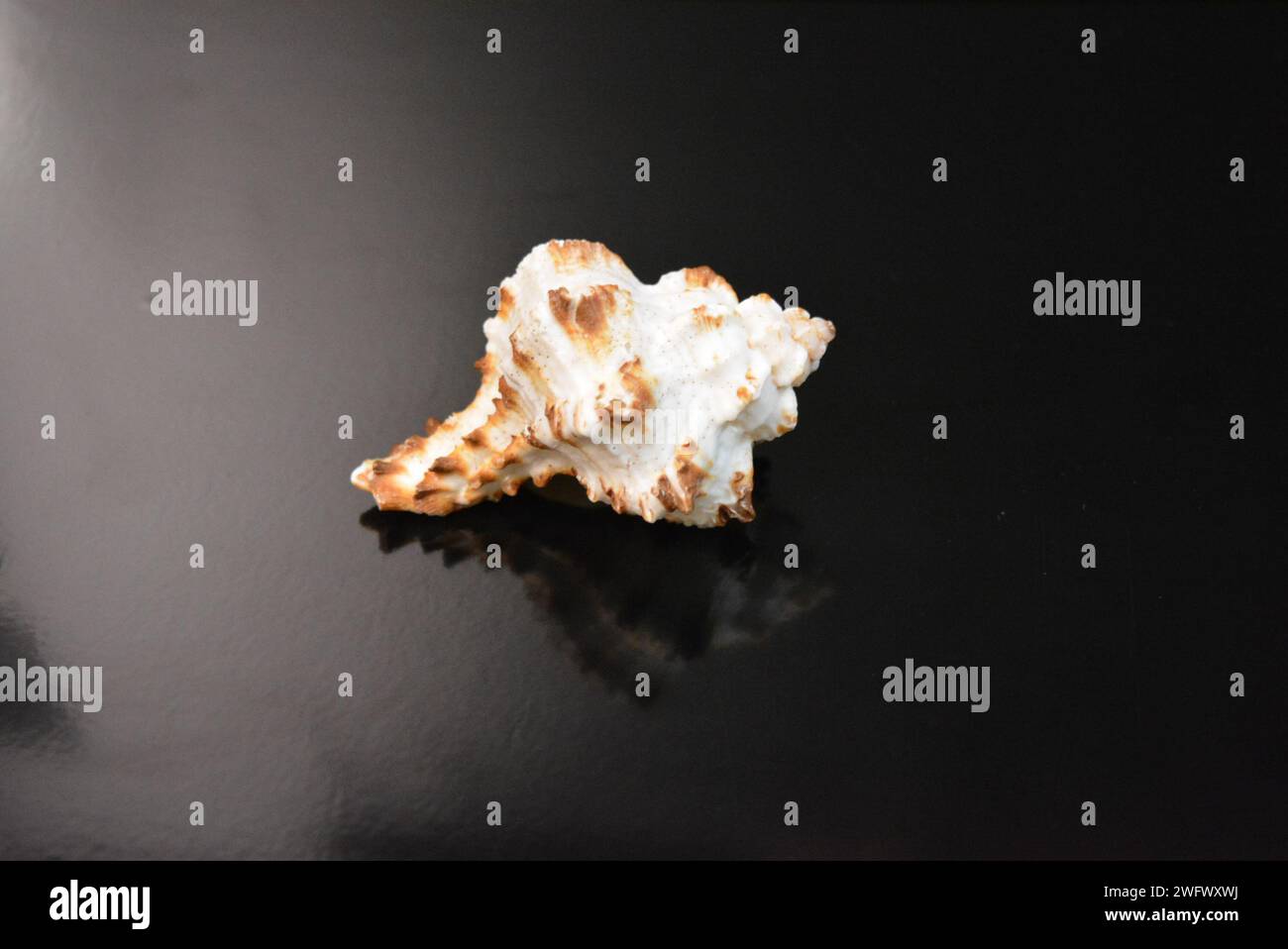 Beautiful and bright sea white, brown shell arranged on a black glossy ...