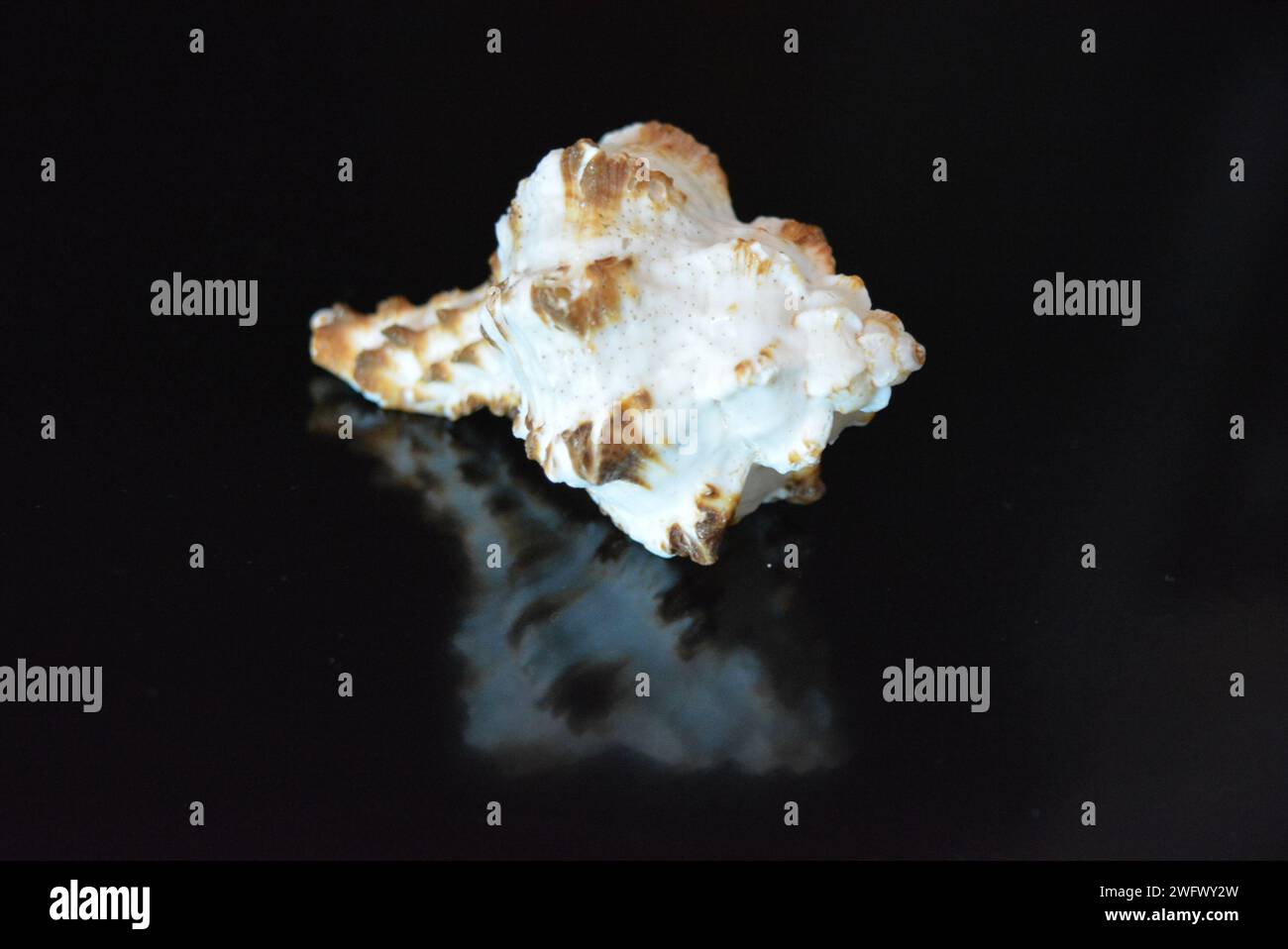 Beautiful and bright sea white, brown shell arranged on a black glossy ...