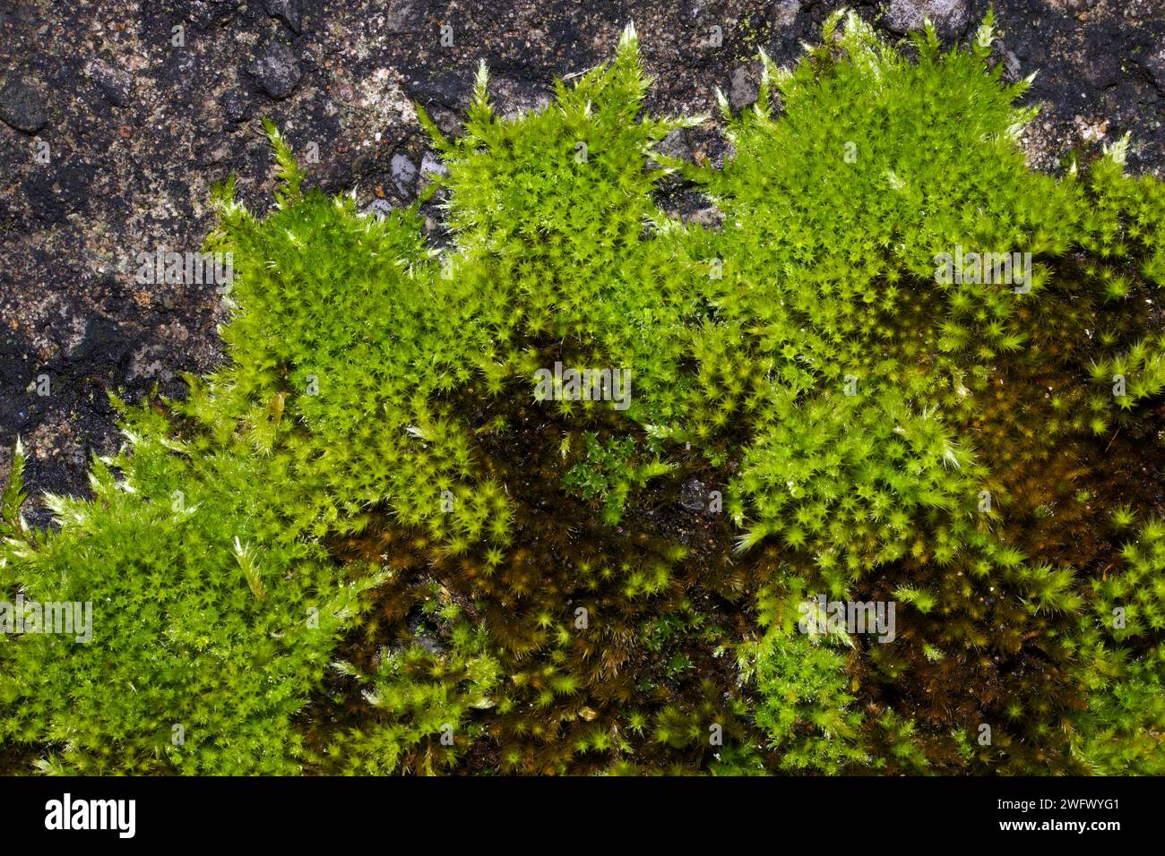 Homalothecium sericeum (Silky Wall Feather-moss) grows on rocks and ...