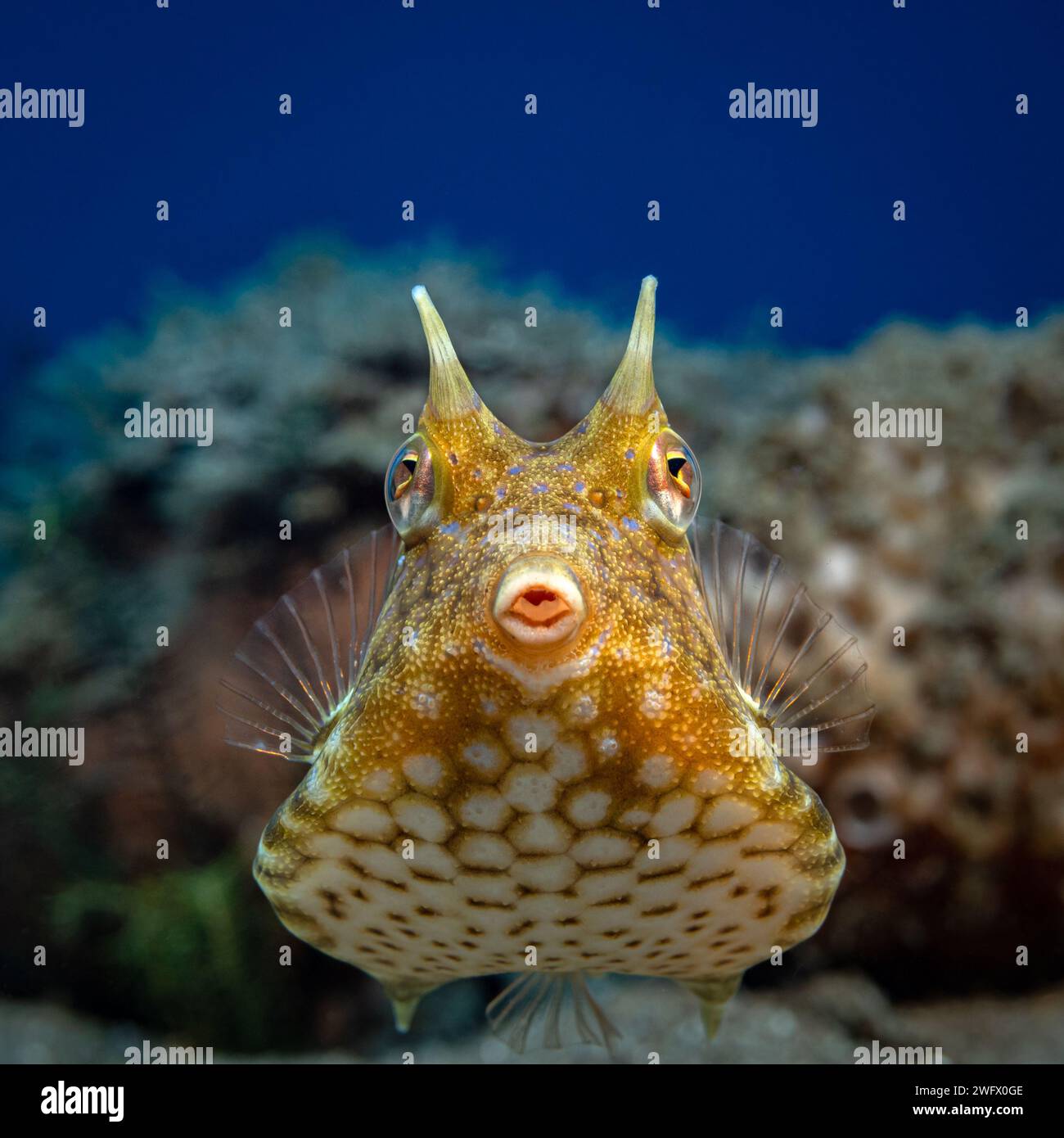 Thornback cowfish, Lactoria fornasini. underwater photo Stock Photo - Alamy