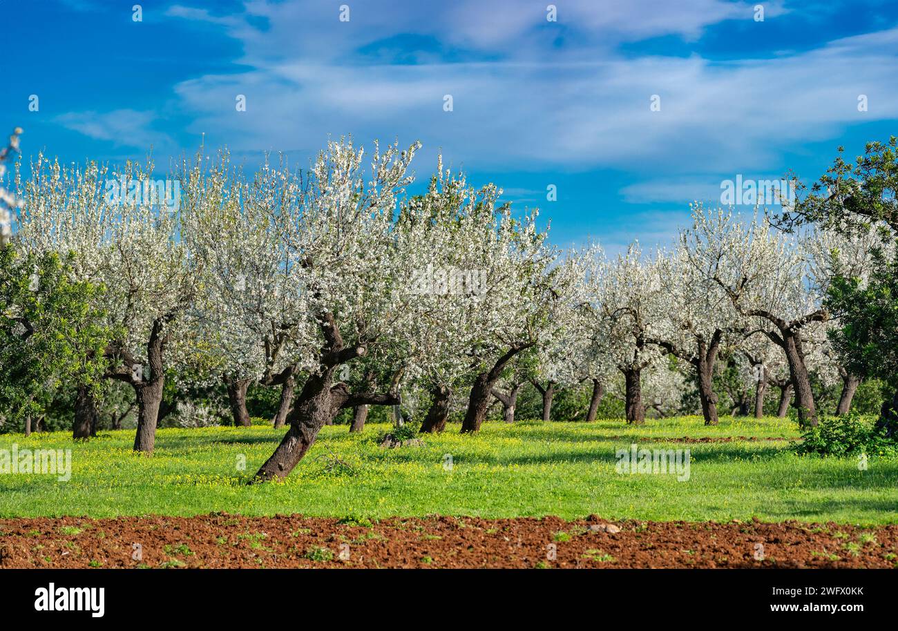An orchard in full bloom celebrates the arrival of spring with a ...