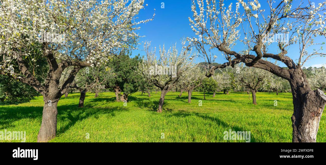A panoramic view of an orchard reveals a canopy of white blossoms ...