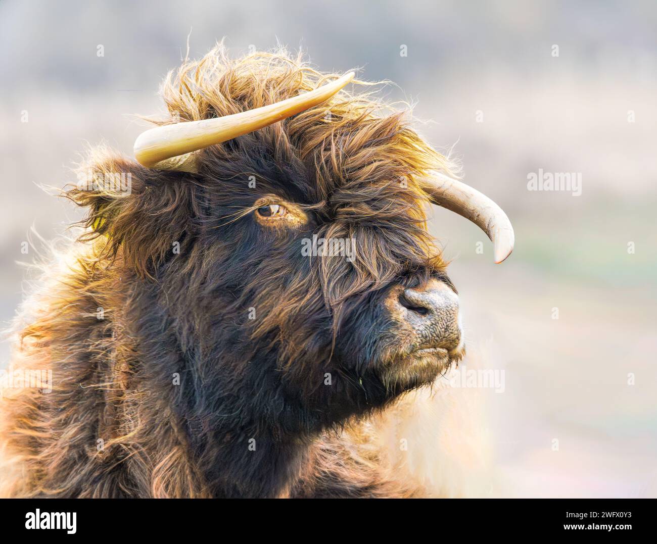 Portrait of a female Scottish highland calf with strongly curved horns ...