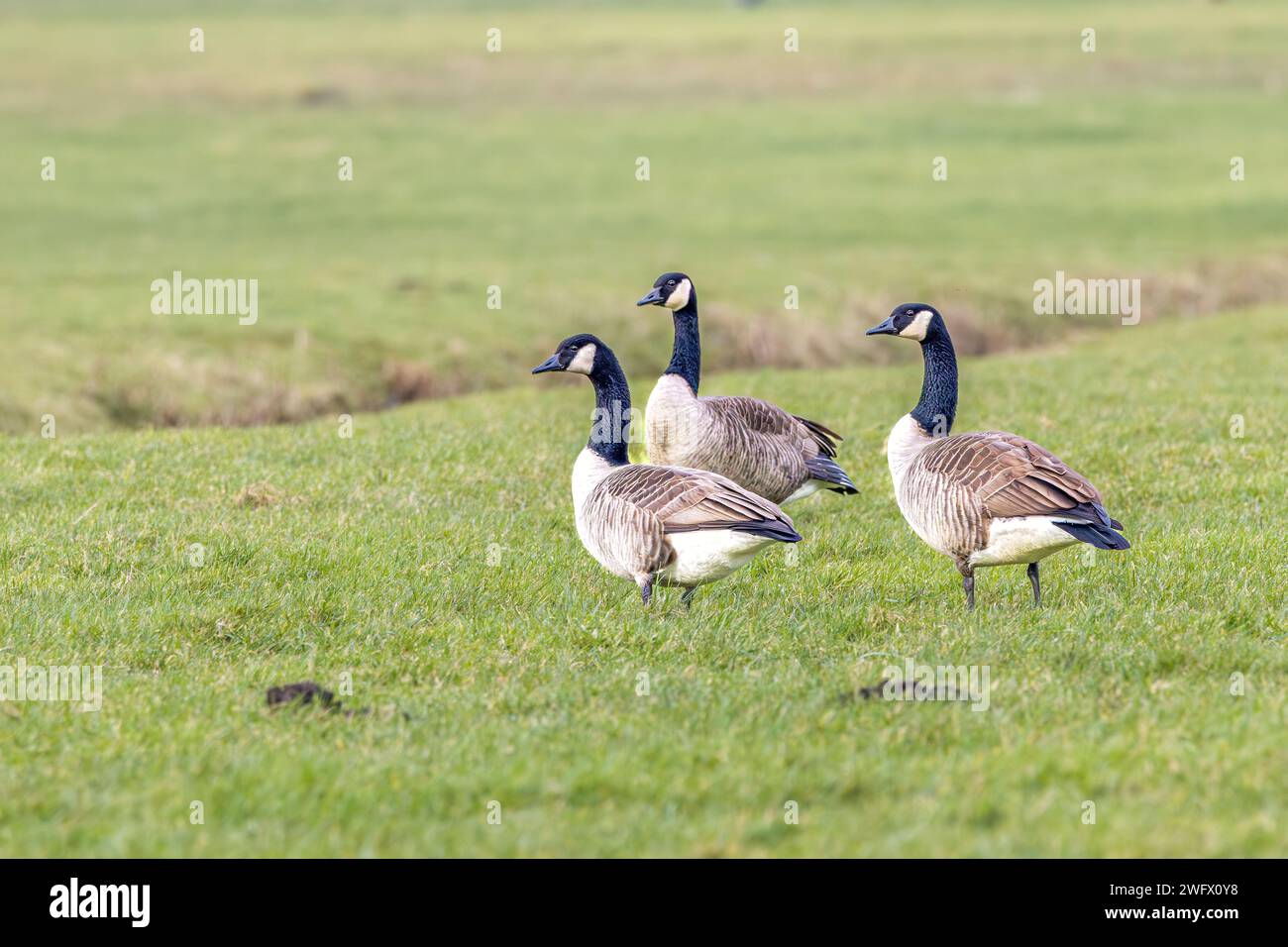 Three Canada goose, Branta canadensis, walks around in a splashing ...