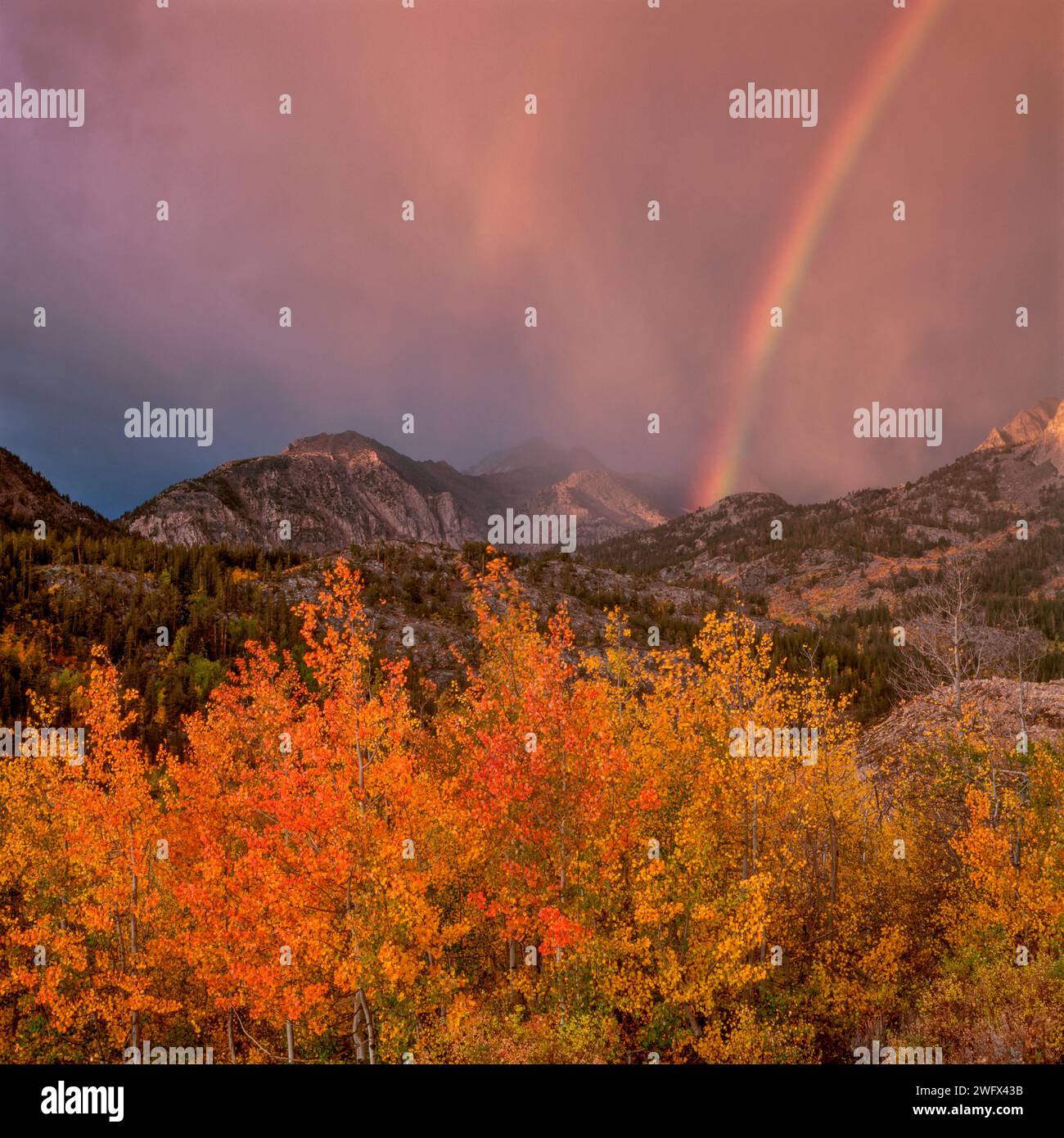 Rainbow, Sunrise, Clearing Storm, Aspen, Muir Wilderness, Inyo National ...